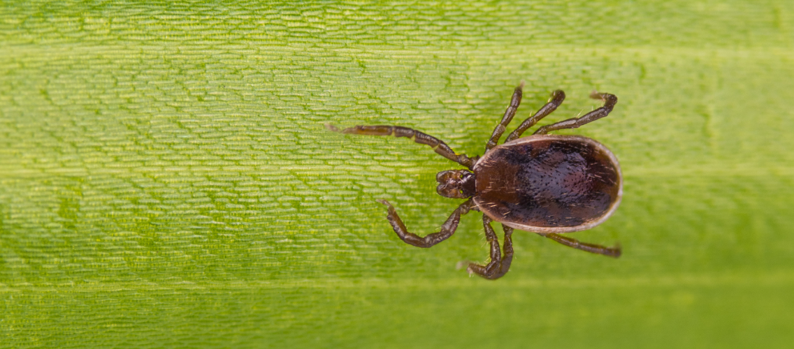 Human Ticks Australia