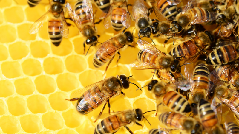 Insect allergy - Allergy & Anaphylaxis Australia