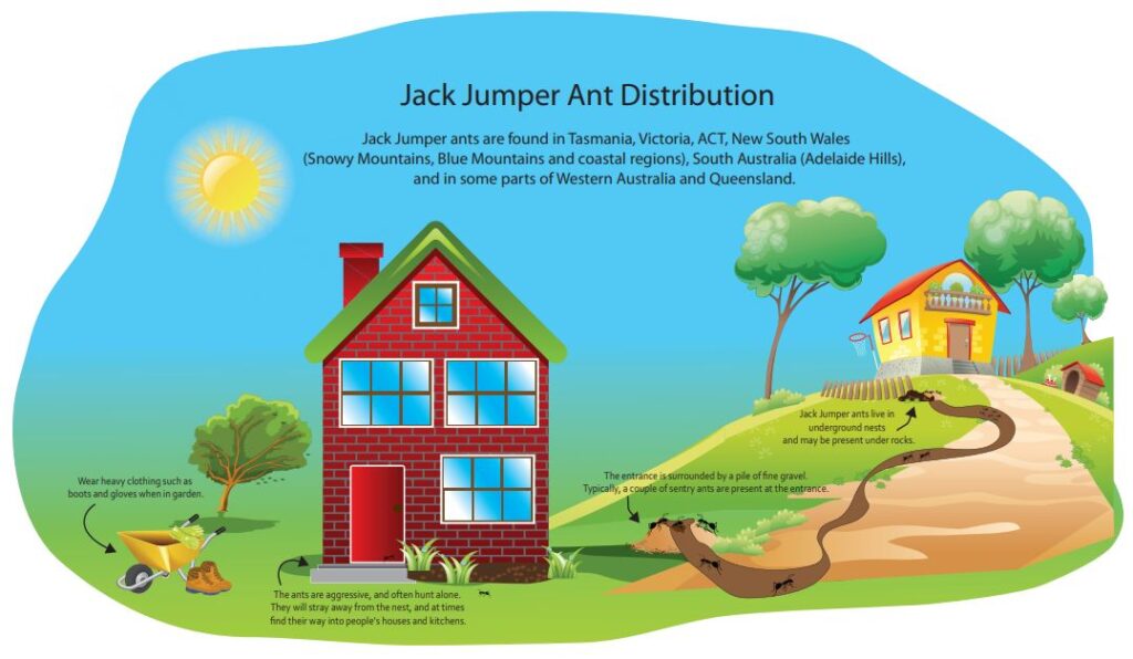 Jack Jumper Ant - Allergy & Anaphylaxis Australia
