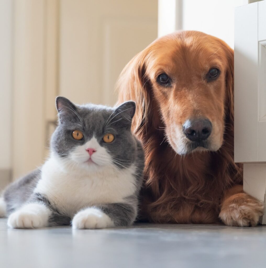 Animal dander - Allergy & Anaphylaxis Australia