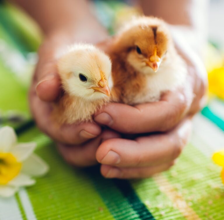 Chickens in the classroom - Allergy & Anaphylaxis Australia