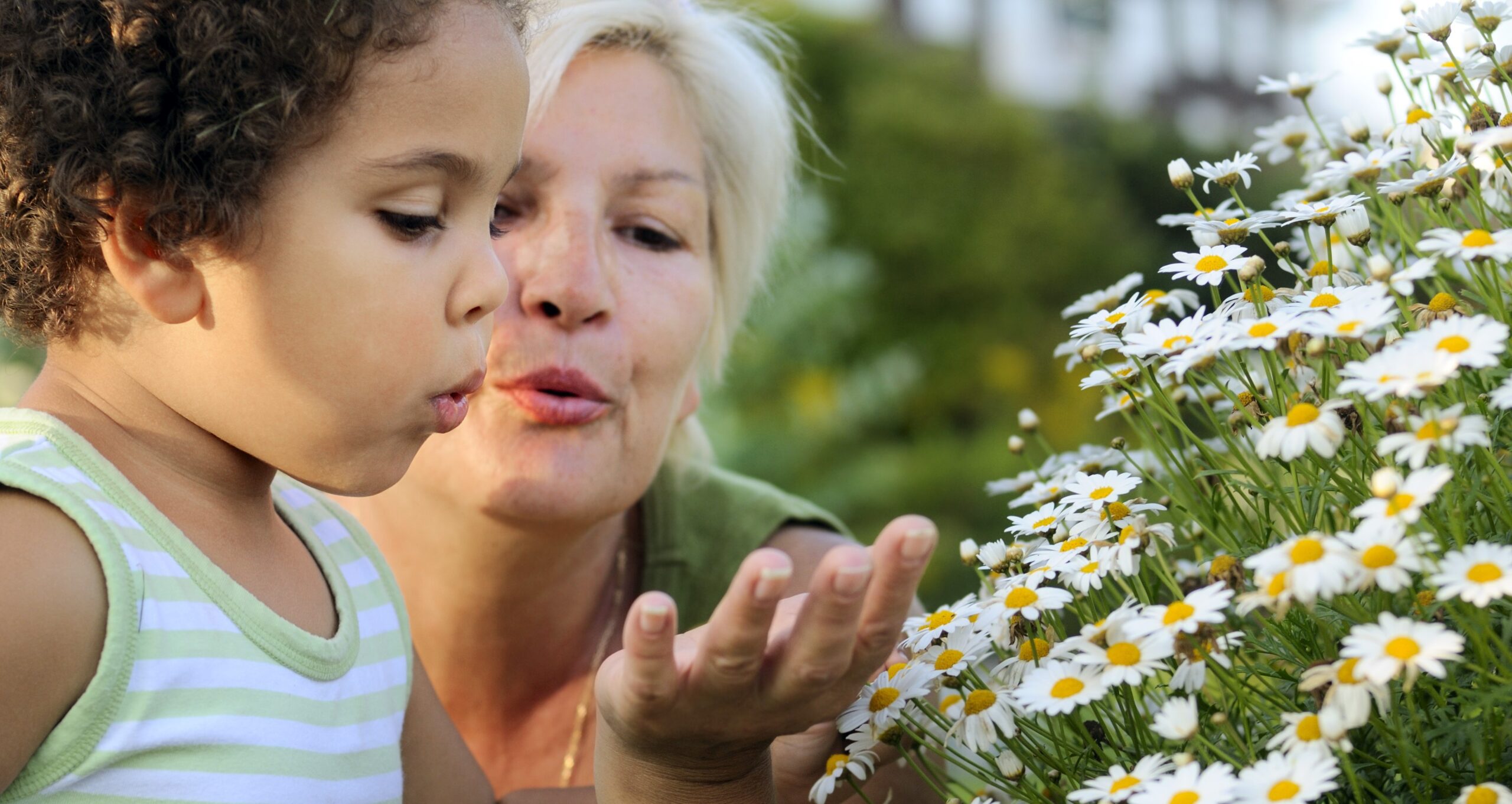 Pollen - Allergy & Anaphylaxis Australia