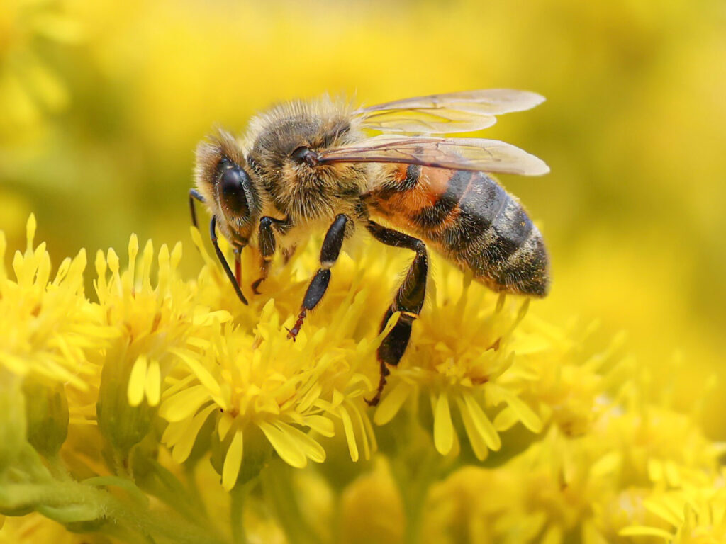 Insect allergy - Allergy & Anaphylaxis Australia