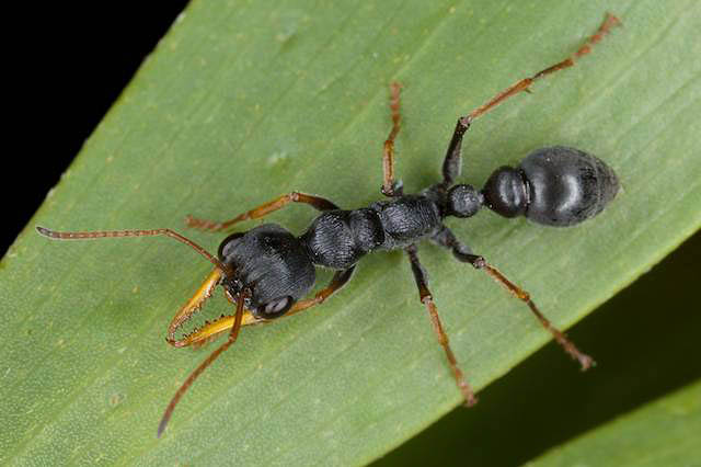 Jack Jumper Ant - Allergy & Anaphylaxis Australia