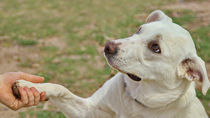 Support dogs in school and the risk to students with allergy - Allergy ...